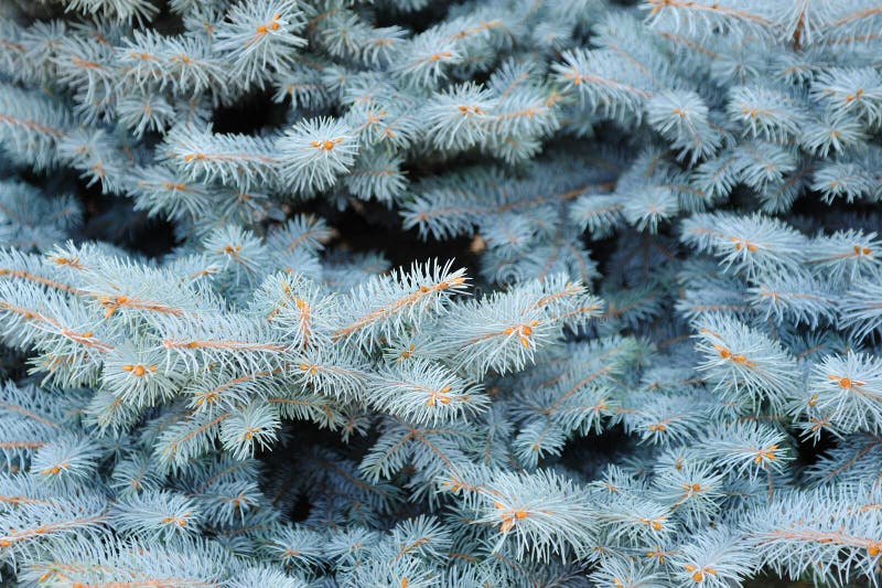 Blue Spruce stock photo. Image of beauty, wood, tree - 10583310