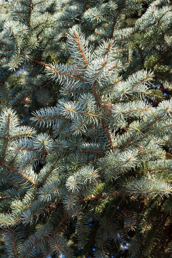 Blue spruce stock photo. Image of green, coniferous, nature - 13322902