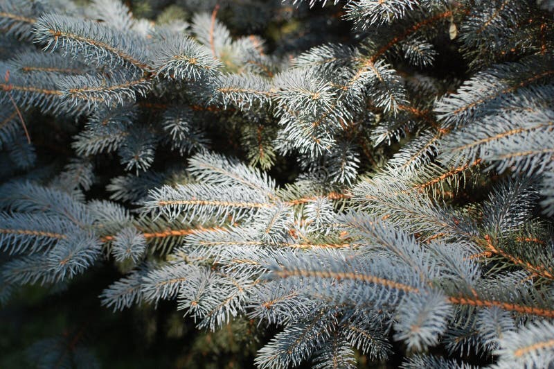 Blue spruce 2 stock image. Image of tree, trunk, branches - 2589127
