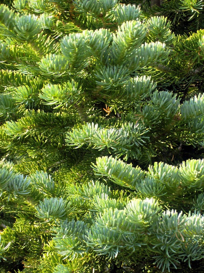 Blue spruce stock photo. Image of detail, colorado, card - 5546554