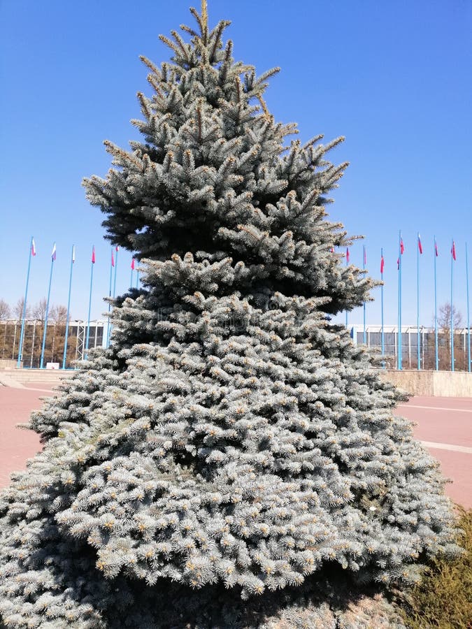Spruce on the Background of Flags Stock Image - Image of season ...