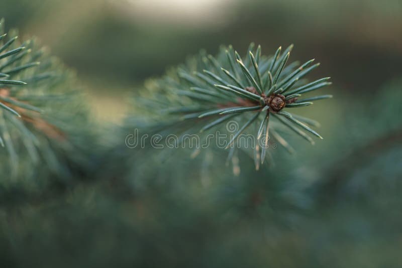 Blue Spruce Branc Closeup in Spring Sunny Morning Stock Image - Image ...