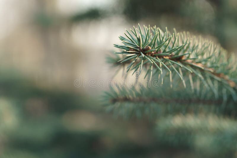 Blue Spruce Branc Closeup in Spring Sunny Morning Stock Photo - Image ...