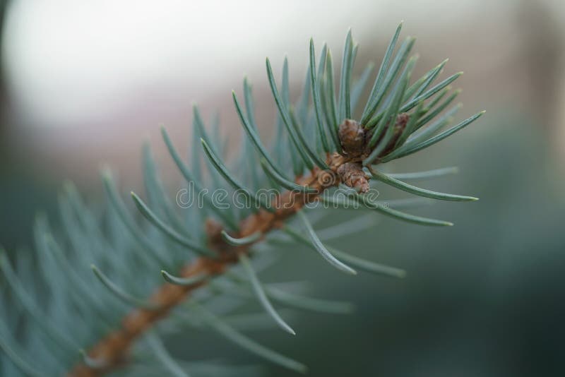 Blue Spruce Branc Closeup in Spring Sunny Morning Stock Image - Image ...