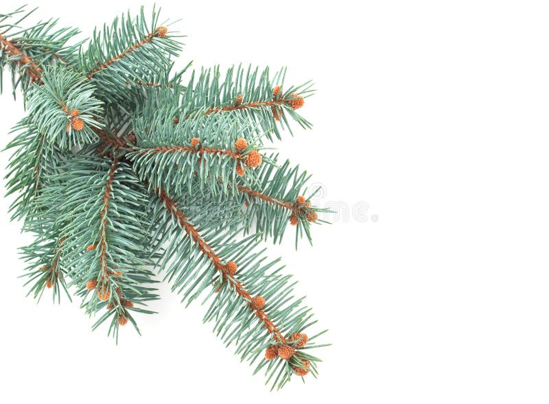 Blue spruce branch stock image. Image of decor, spruce - 17500673