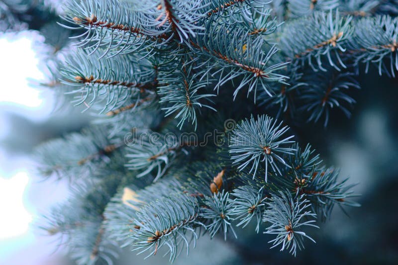Blue spruce branch stock photo. Image of wood, tree, background - 27017364