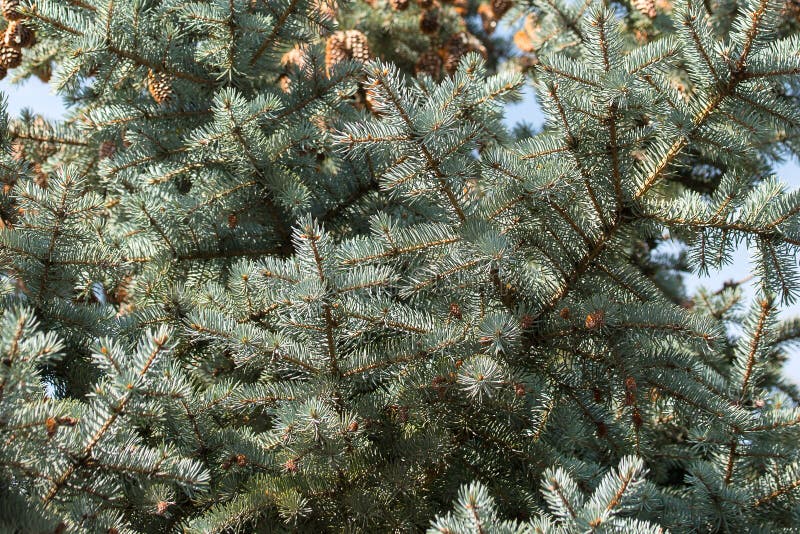 Blue Spruce Pine Tree stock photo. Image of needle, brown - 11572476