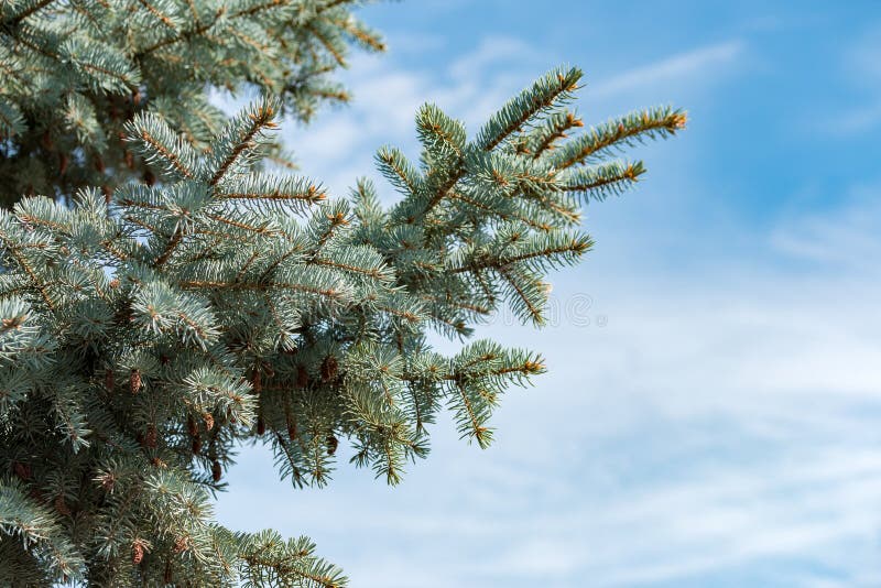 Blue Spruce Pine Tree stock photo. Image of needle, brown - 11572476