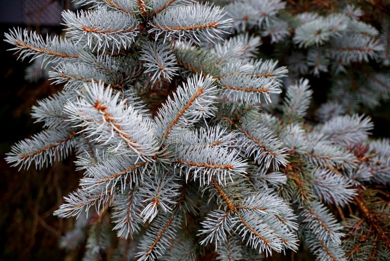 Blue Spruce Branch Close-up. Background & Textures Stock Photo - Image ...