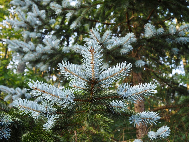 Spruce growth stock image. Image of green, conifer, coniferous - 30538633