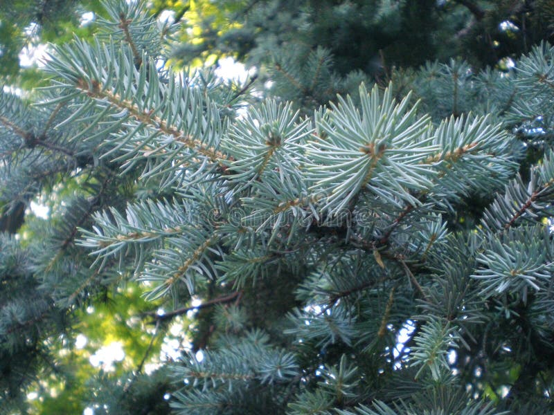Blue spruce branch stock photo. Image of tree, blue, season - 46931118