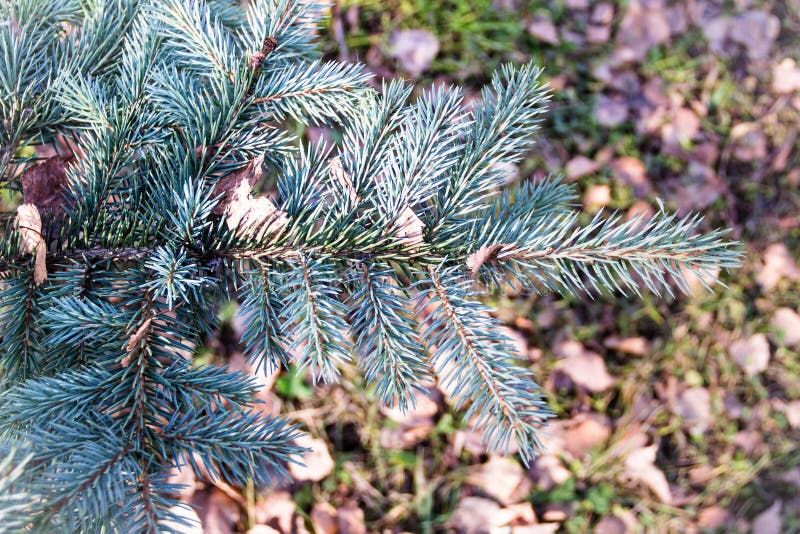 Blue Spruce Branch on the Background of Autumn Leaves Stock Photo ...