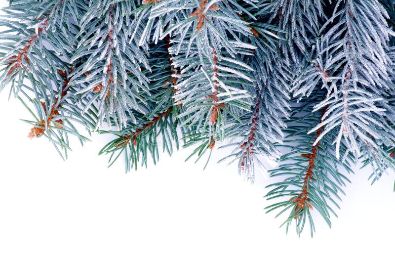 Blue Spruce Branch stock photo. Image of december, ornate - 34130622