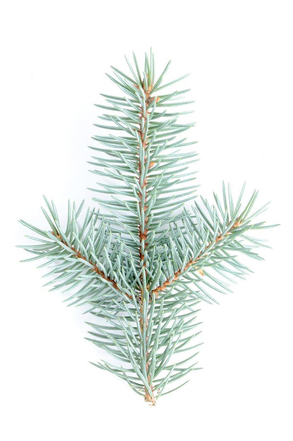 Blue Spruce Branch Isolated on White Stock Image - Image of forest ...