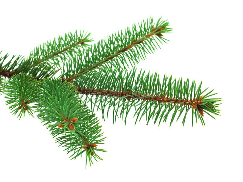 Blue Spruce Branch on White Stock Photo - Image of tradition, blue ...