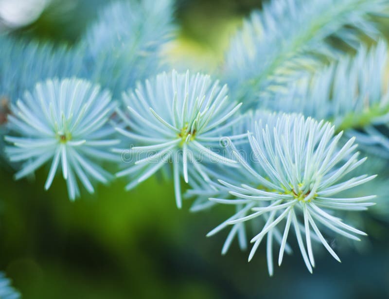 Blue spruce branches stock image. Image of scenic, sprout - 25178287