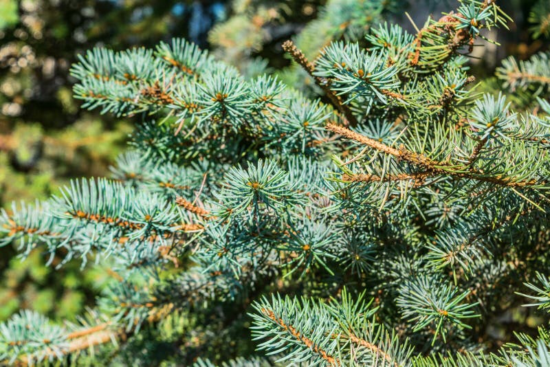 Blue Spruce Branches Close-up Stock Photo - Image of natural, evergreen ...
