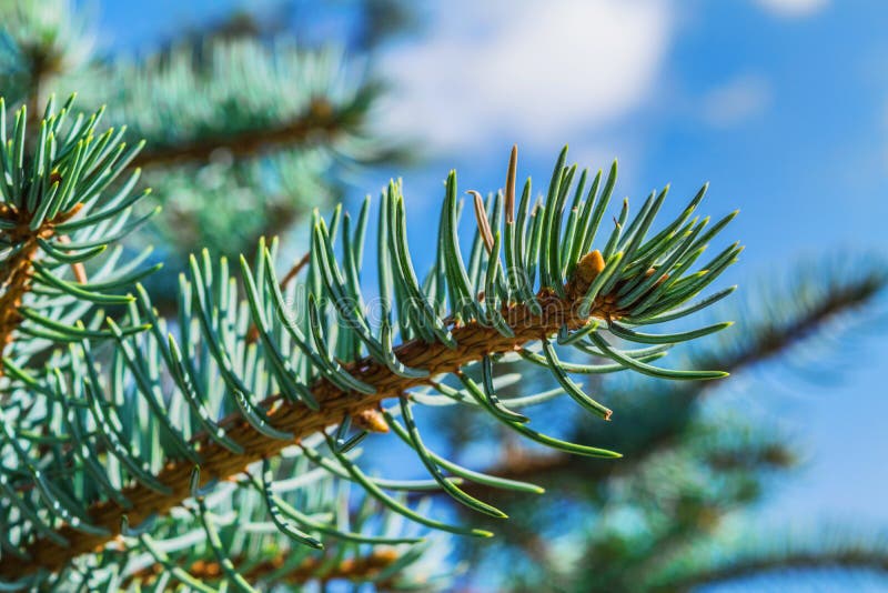 Blue Spruce Branches Close-up Stock Image - Image of drip, detail: 98467433