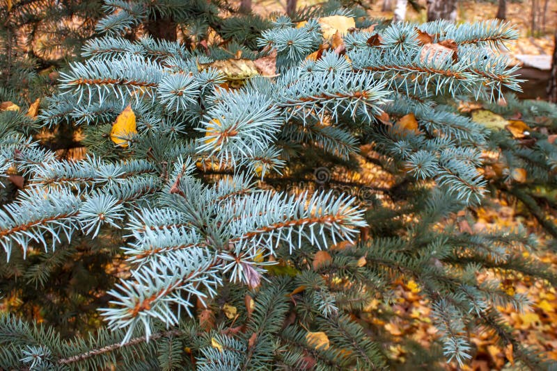 Blue Spruce Branches in Autumn Season. Beautiful Background. Stock ...