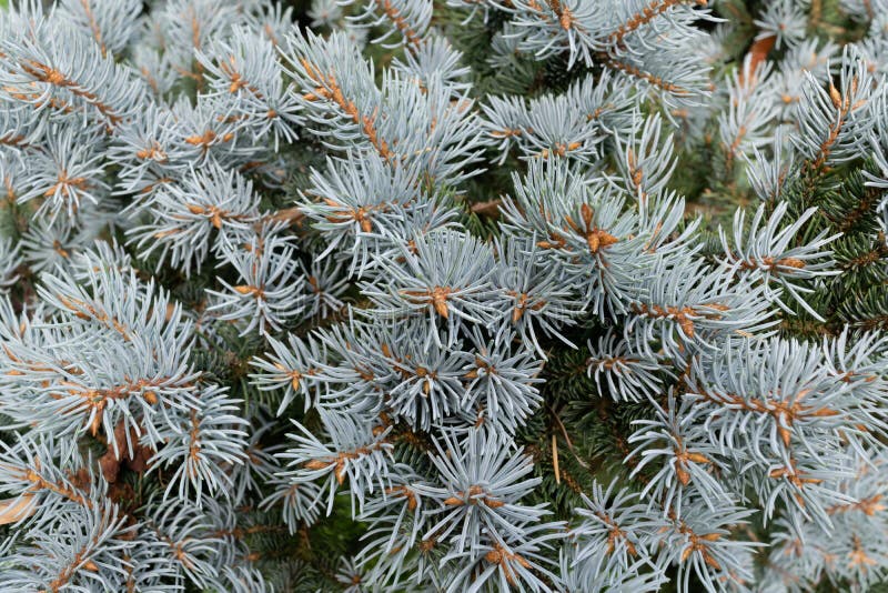 Branches of a Blue Spruce, Close-up. Conifer Tree Stock Photo - Image ...