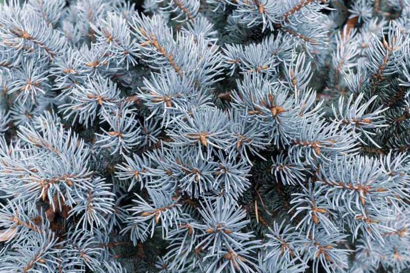 Fir Branches Close-up. Natural Texture. Spruce Background. Blue Spruce ...