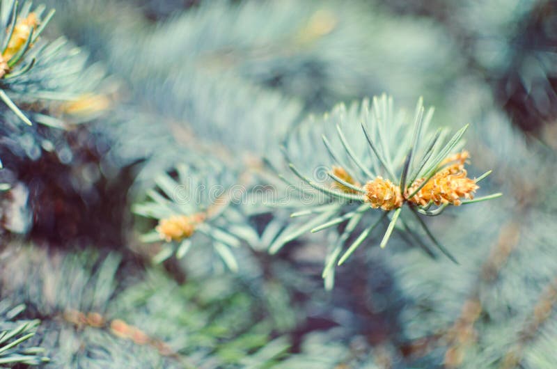 Blue Spruce Branches on Background Stock Image - Image of environment ...