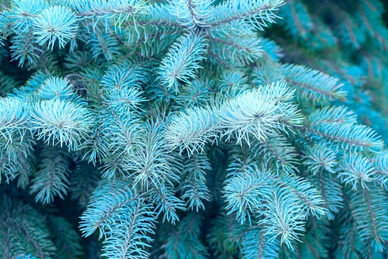 Blue Spruce, Branches With Blue Needles As Background. Stock Image ...