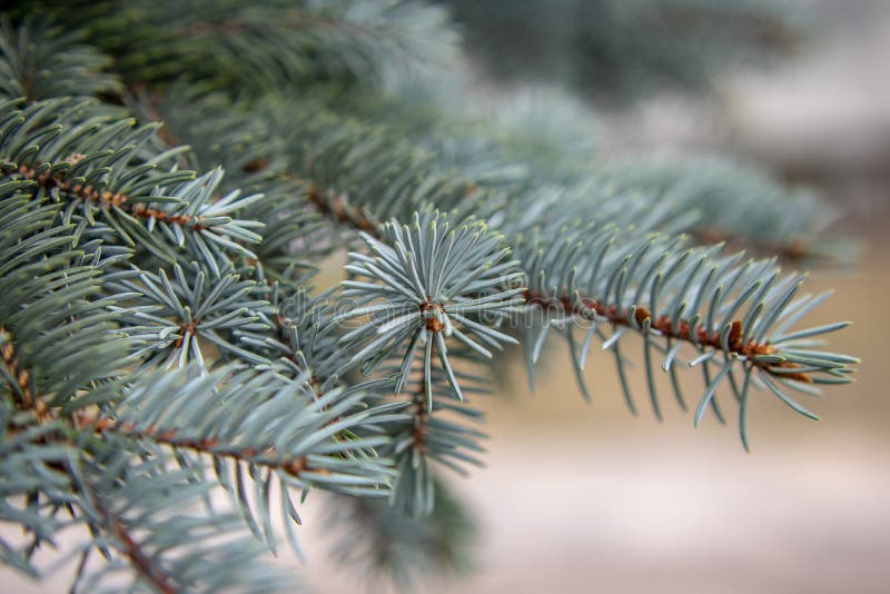 Blue spruce branches stock image. Image of tree, close - 157325609