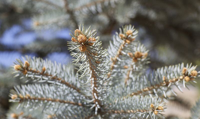 Blue spruce branches stock image. Image of evergreen - 53965283