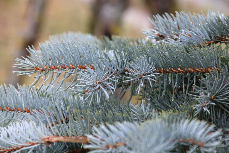 Blue spruce branches stock image. Image of cone, environment - 80040909