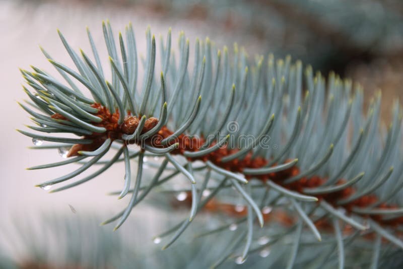 Blue spruce branches stock image. Image of natural, nature - 80041307