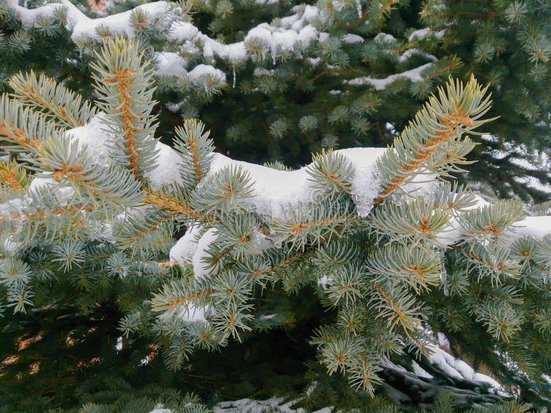 Blue Spruce Branches in Early Spring Stock Photo - Image of snow ...
