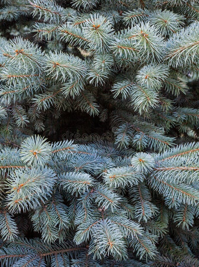 Blue spruce branches stock photo. Image of needleleaved - 177307414