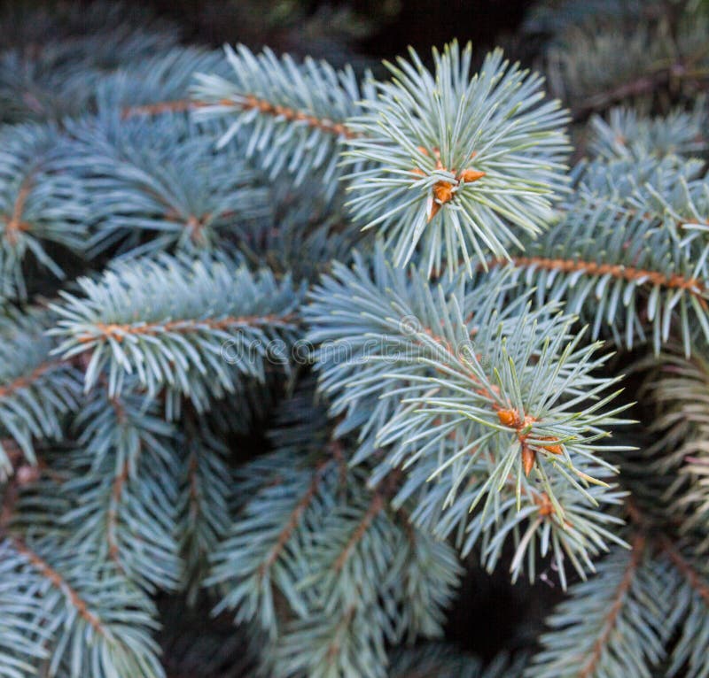Blue spruce branches stock image. Image of nature, abstract - 177498925