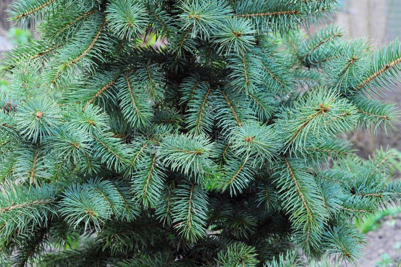 Blue Spruce. Branches of Blue Fir Tree Stock Photo - Image of needle ...