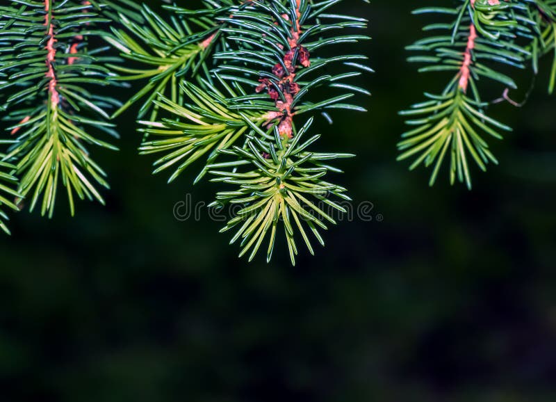 Blue Spruce Branches Needles Dark Background Latin Name Picea Pungens ...