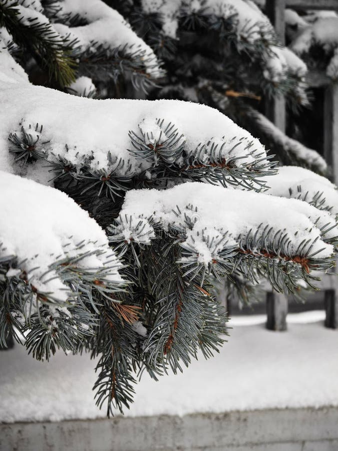 Blue Spruce Branches in the Snow Stock Image - Image of freezing, twig ...