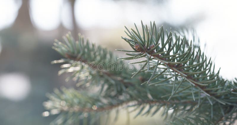 Blue Spruce Branches in Spring Sunny Day Closeup Stock Image - Image of ...