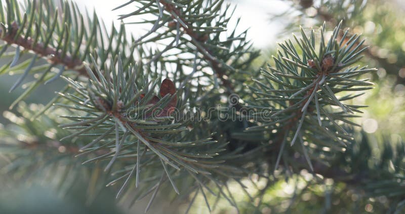 Blue Spruce Branches in Spring Sunny Day Closeup Stock Image - Image of ...