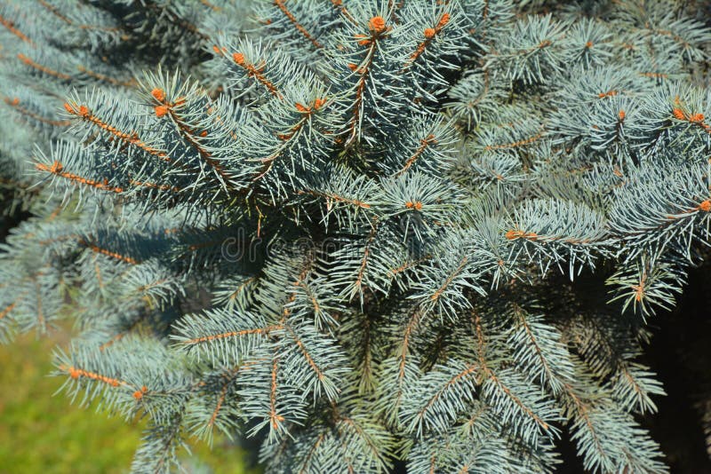 Blue Spruce Branches. Blue Spruce Tree Stock Image - Image of ...