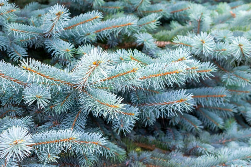 Blue Spruce Branches with Visible Details. Background Stock Photo ...