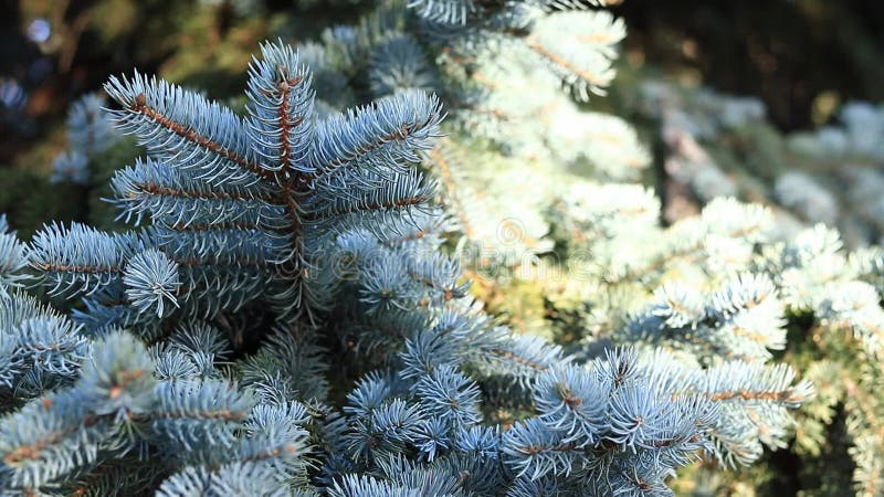 Blue Spruce Branches in the Wind, Nature Stock Footage - Video of ...