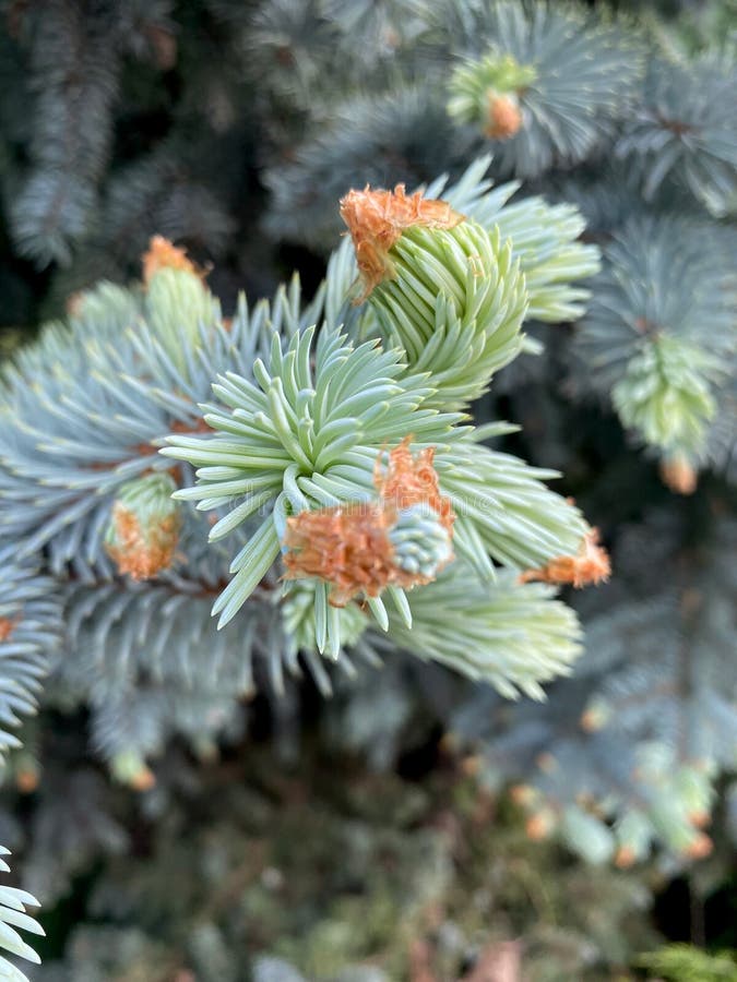Blue Spruce Buds Closeup View Macro Photography Stock Photo - Image of ...