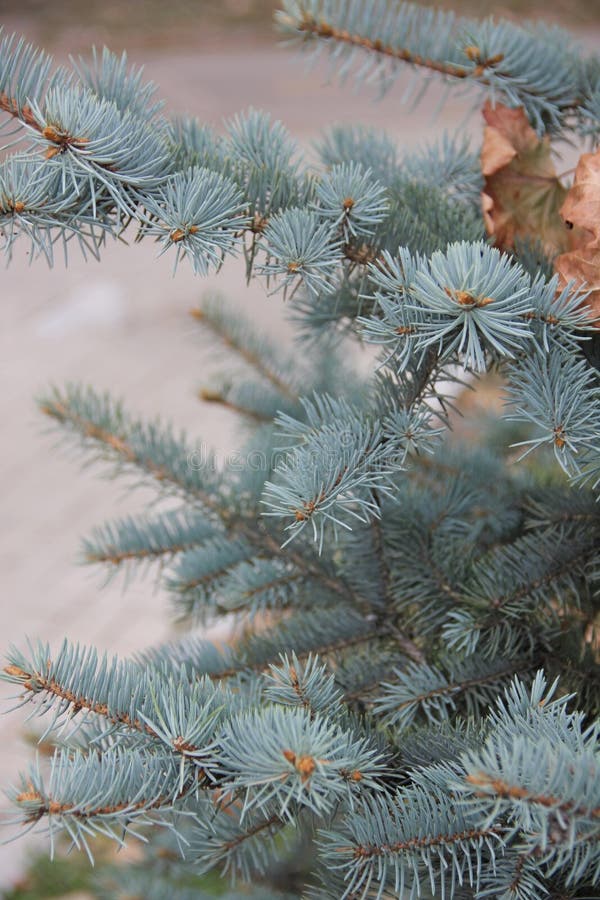 Blue spruce stock image. Image of trees, spruce, coniferous - 79330981