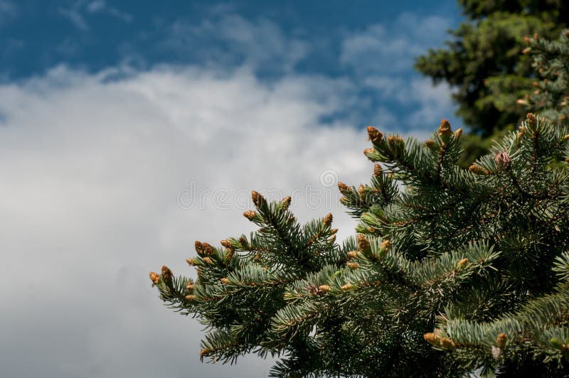 Blue Spruce Close-up in the Spring Stock Photo - Image of background ...