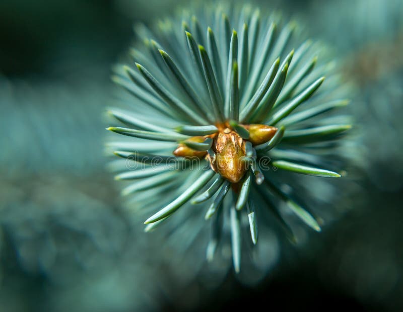 Blue spruce stock image. Image of needle, forest, macro - 56936069