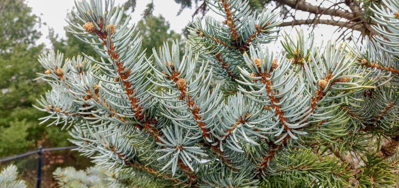 Blue spruce stock image. Image of nature, branches, christmas - 190144749