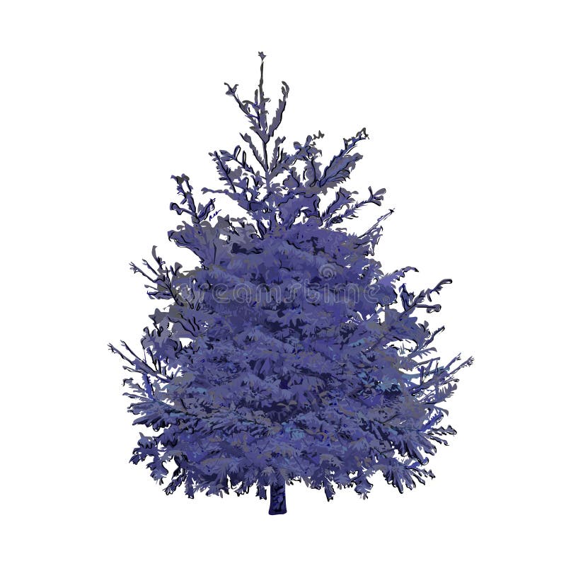 Blue Spruce Cones Stock Illustrations – 668 Blue Spruce Cones Stock ...