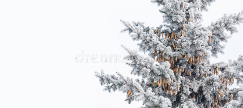 Blue Spruce in Snow stock image. Image of cloudscapes - 7981727
