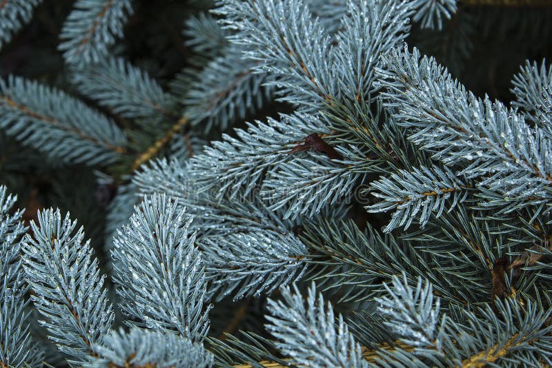 Blue Spruce Conifer Branch Beautiful Winter Background Stock Image ...
